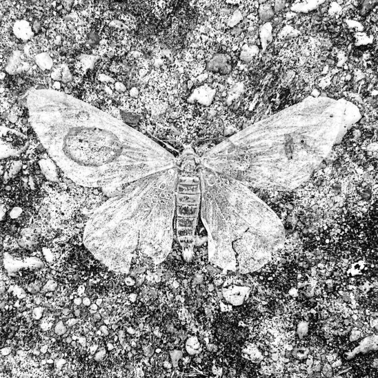 Laura Slot – Historian & Writer